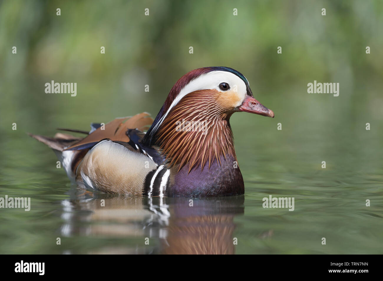 The beautiful mandarin duck (Aix galericulata Stock Photo - Alamy