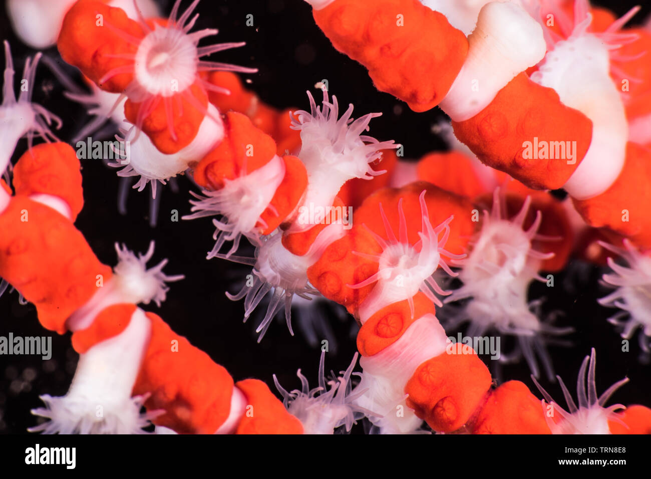 Ring sea anemones (Peranthus sp3) parasitizing the branches of ...