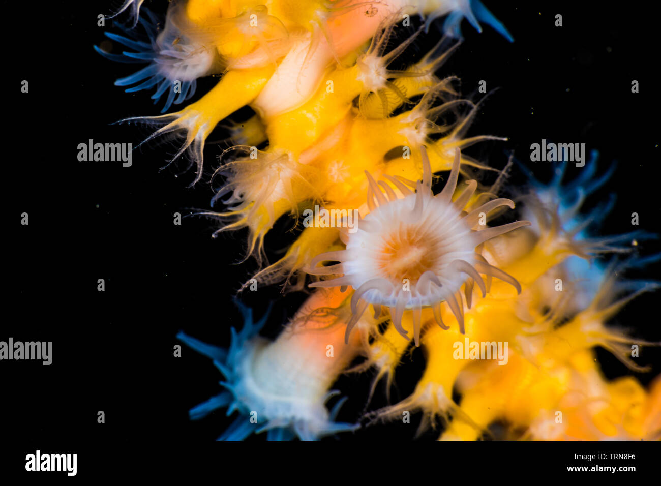 Ring sea anemones (Peranthus sp3) parasitizing the branches of ...