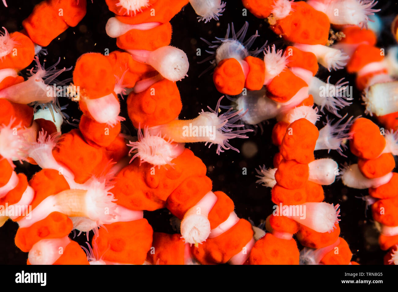 Ring sea anemones (Peranthus sp3) parasitizing the branches of ...