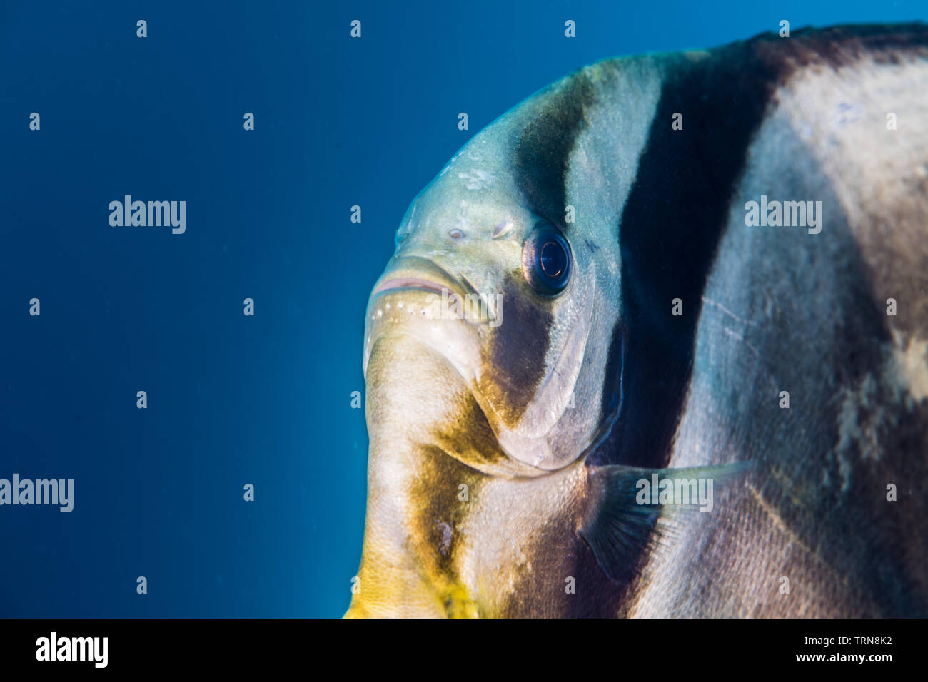 Round batfish hi-res stock photography and images - Alamy