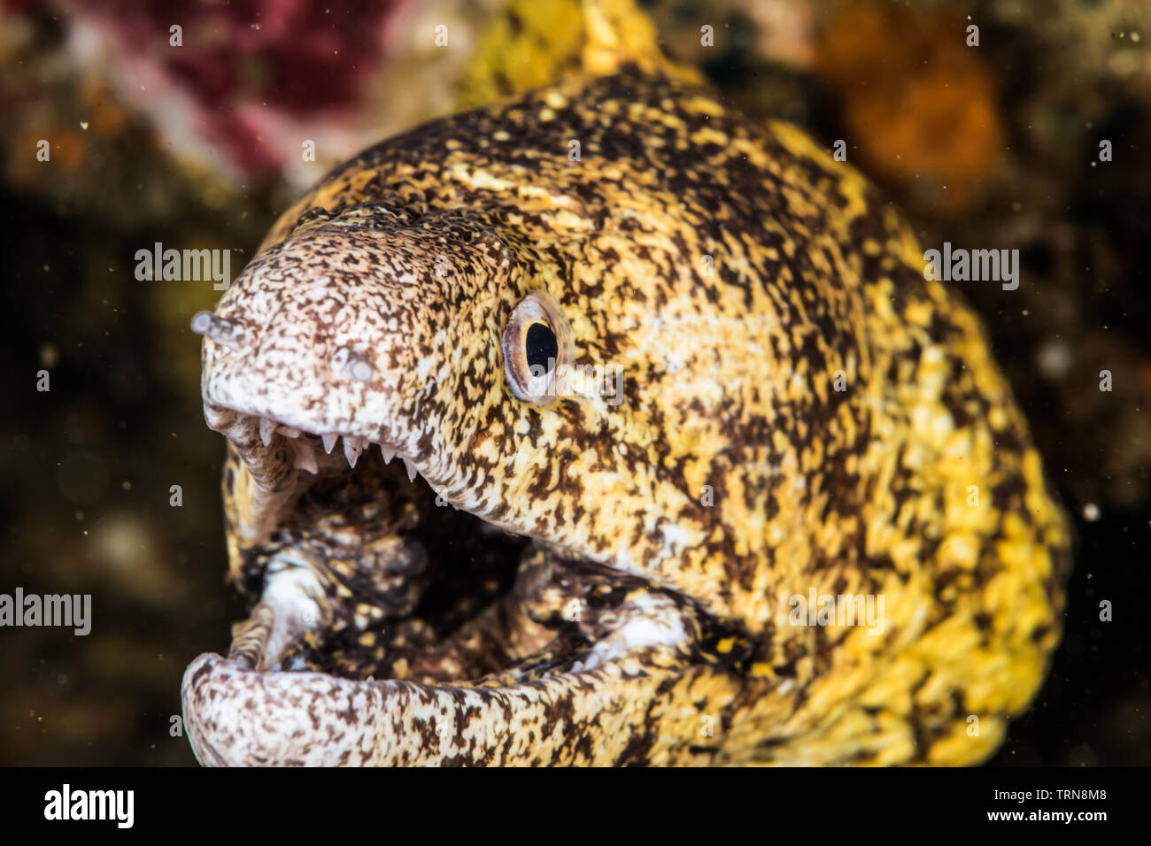 A face of Kidako moray, Gymnothorax kidako (Temminck & Schlegel, 1846 ...