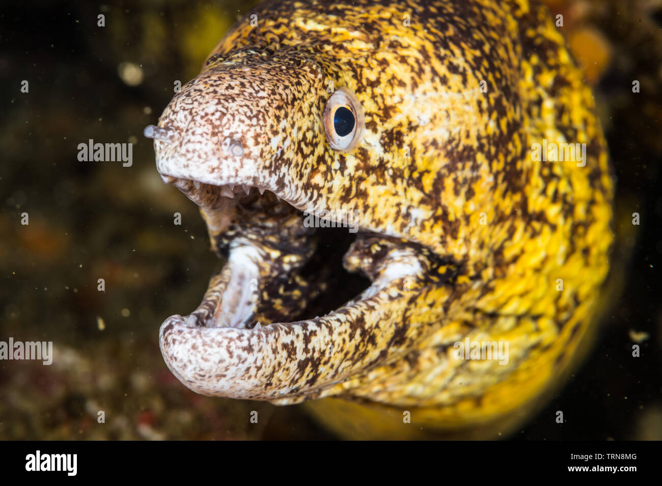 A face of Kidako moray, Gymnothorax kidako (Temminck & Schlegel, 1846 ...