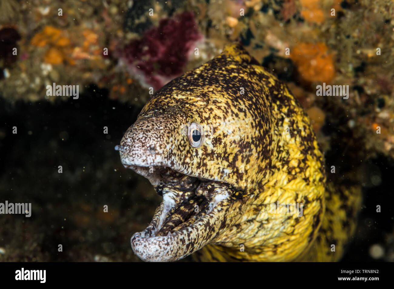 A face of Kidako moray, Gymnothorax kidako (Temminck & Schlegel, 1846 ...