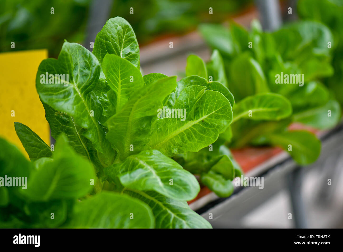 Hydroponic vertical farming systems, growing green vegetables Stock ...
