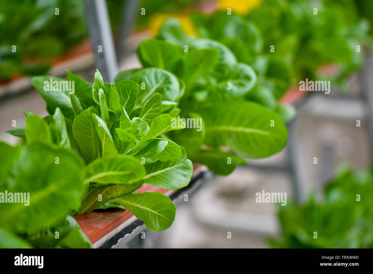 Hydroponic vertical farming systems, growing green vegetables Stock ...
