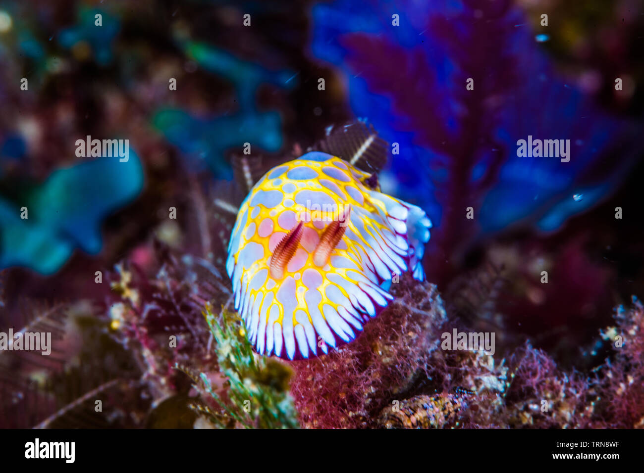 Tooth-edged chromodoris ( Goniobranchus roboi), a colorful sea slug ...