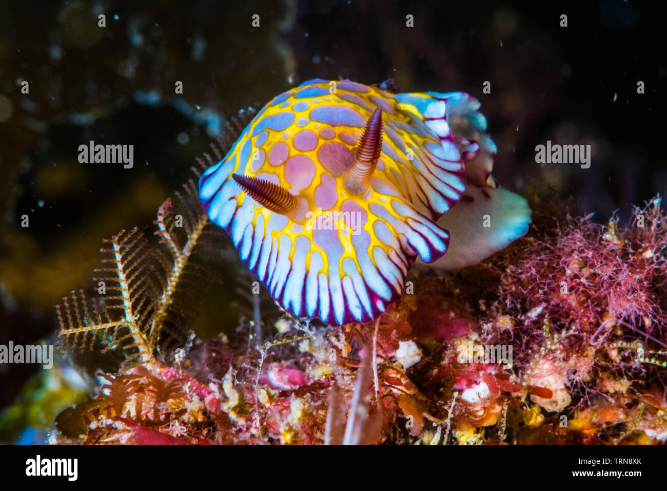 Tooth-edged chromodoris ( Goniobranchus roboi), a colorful sea slug ...