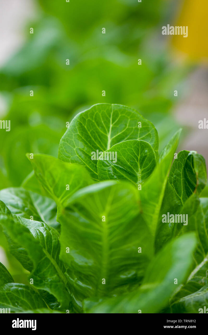 Hydroponic vertical farming systems, growing green vegetables Stock ...