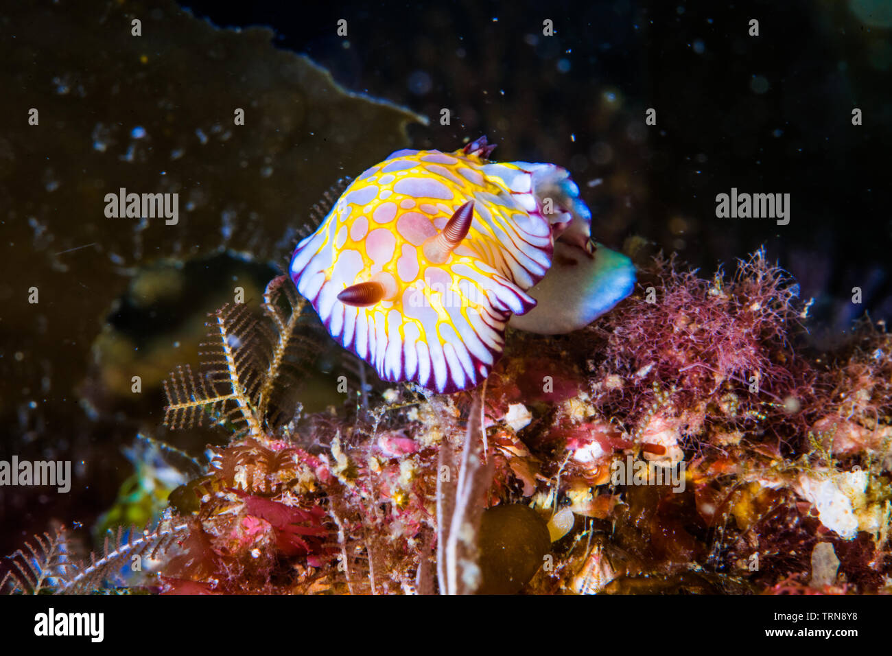 Tooth-edged chromodoris ( Goniobranchus roboi), a colorful sea slug ...