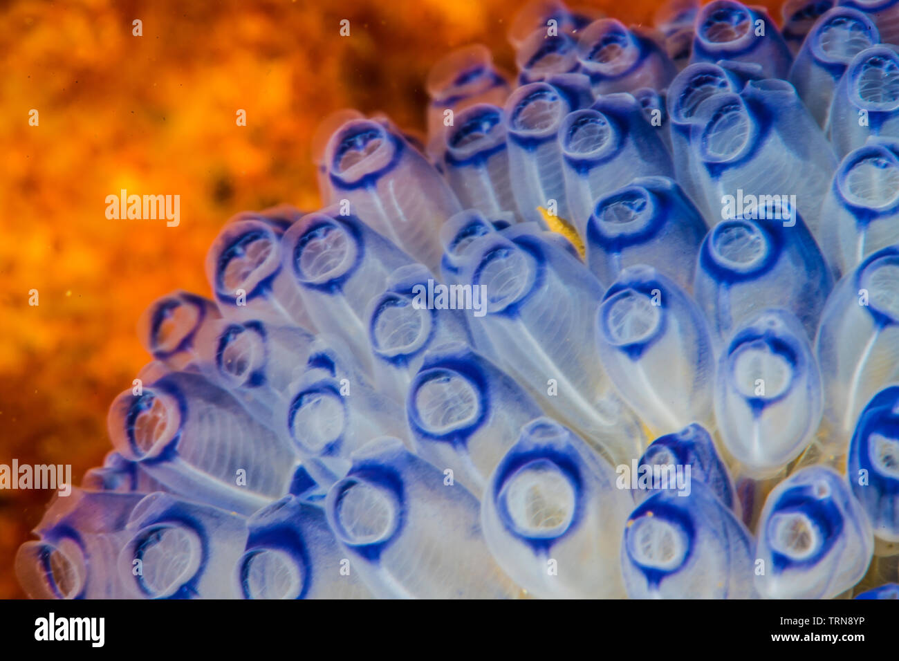 Clavelina Picta High Resolution Stock Photography and Images - Alamy