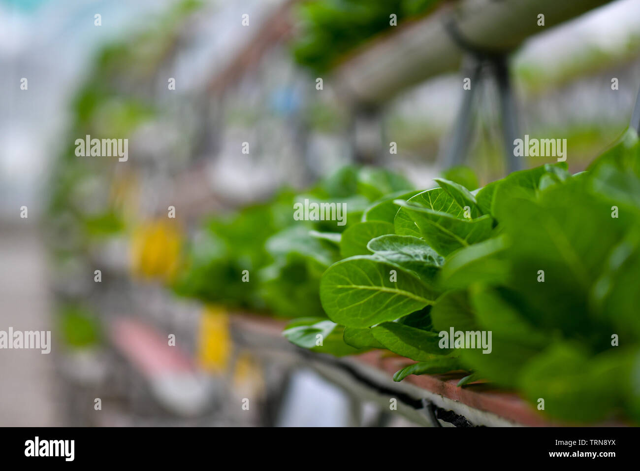 Hydroponic vertical farming systems, growing green vegetables Stock ...