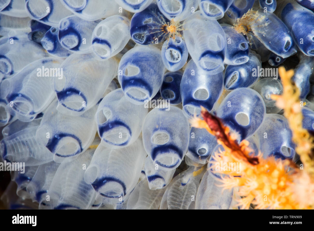Painted tunicate, Clavelina picta (Verrill, 1900 Stock Photo - Alamy