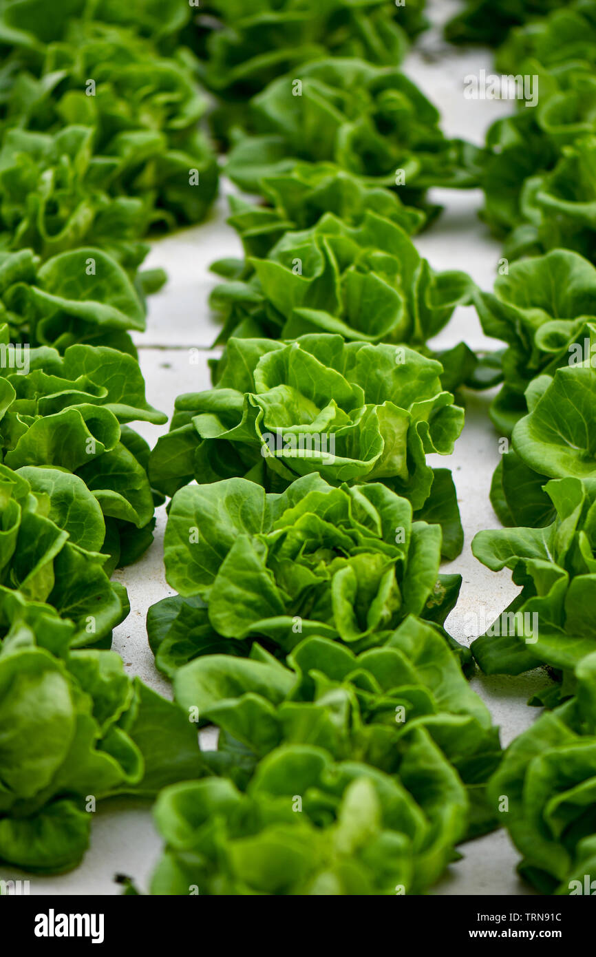 Hydroponic lettuce farming by floating on white styrofoam Stock Photo ...