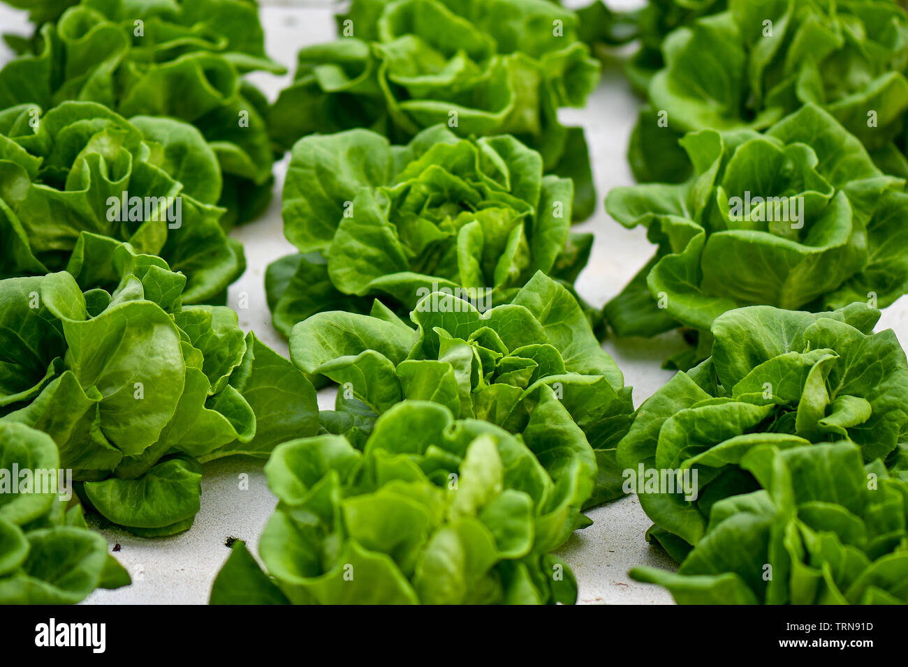 Hydroponic lettuce farming by floating on white styrofoam Stock Photo ...