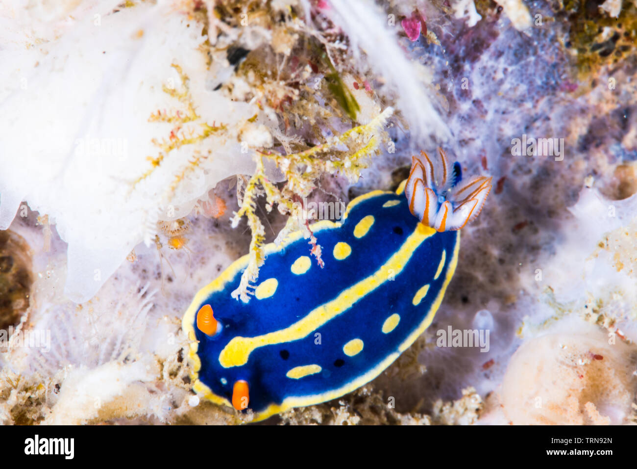 Blue Nudibranch Stock Photos & Blue Nudibranch Stock Images - Alamy
