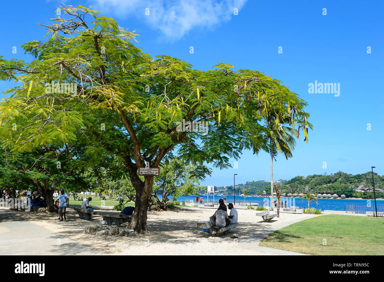 Poinciana tree seed pods hi-res stock photography and images - Alamy