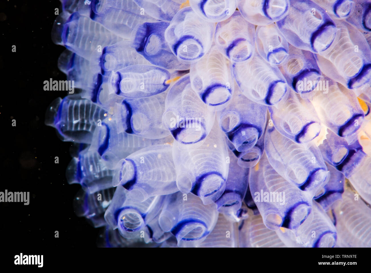 Painted tunicate, Clavelina picta (Verrill, 1900 Stock Photo - Alamy