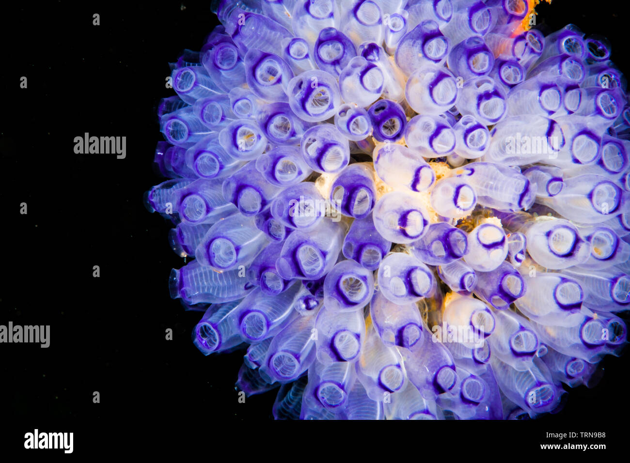 Painted tunicate, Clavelina picta (Verrill, 1900 Stock Photo - Alamy