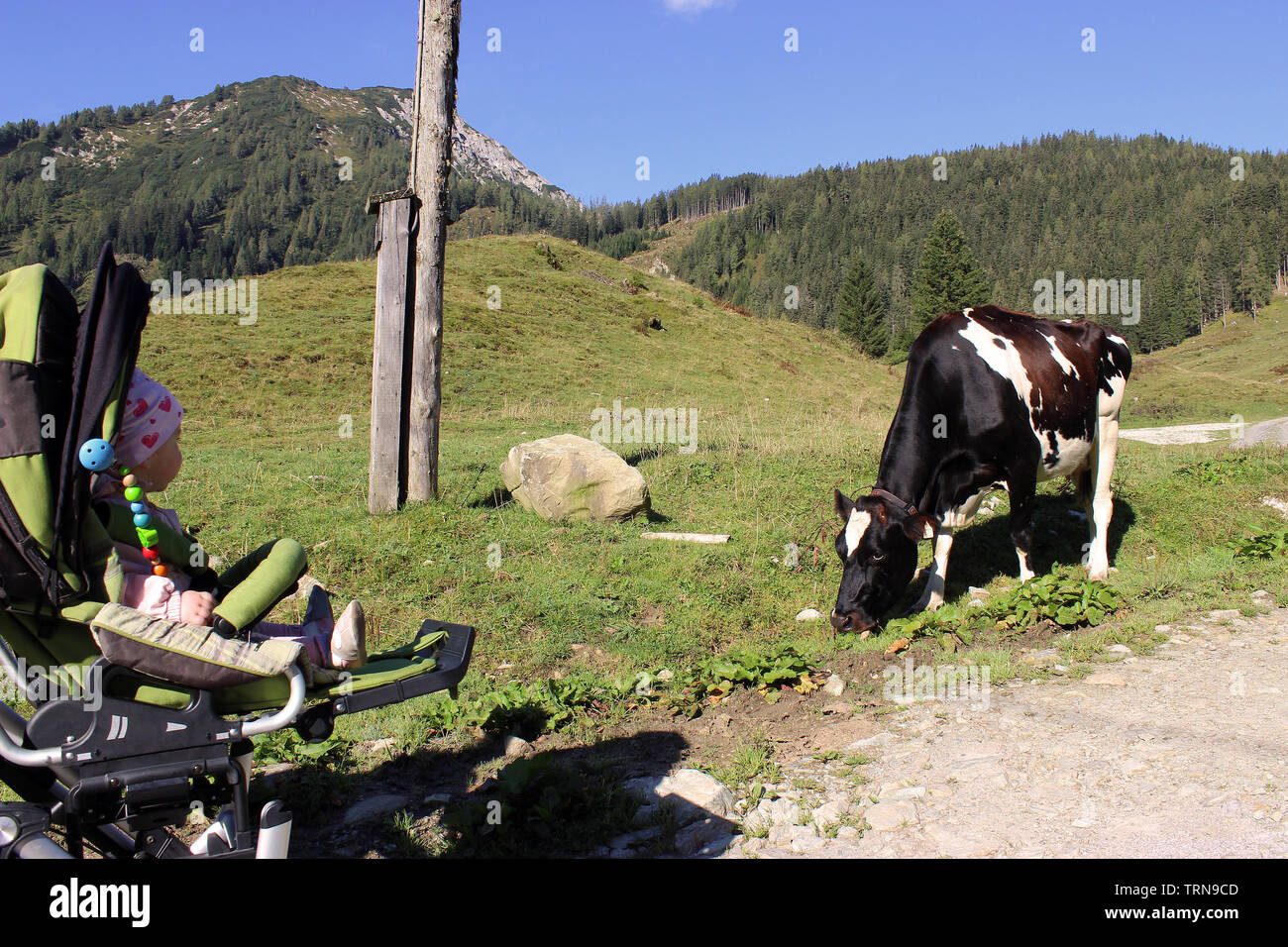 toddle watching cow on alm Stock Photo - Alamy