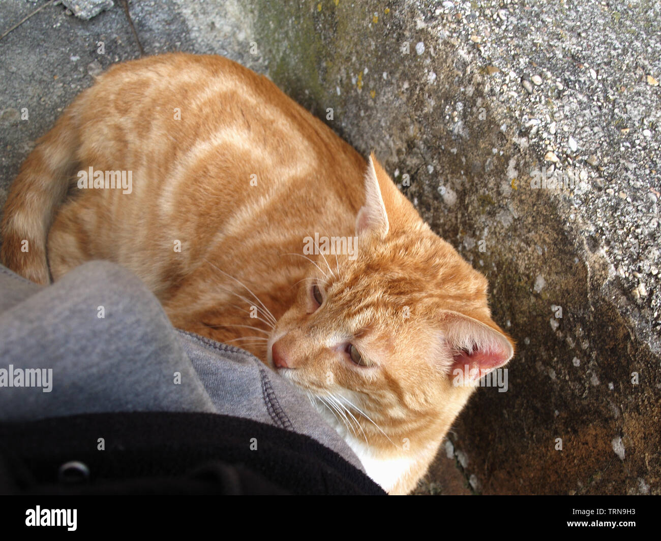 Beautiful ginger tomcat in Corfu, Greece Stock Photo - Alamy
