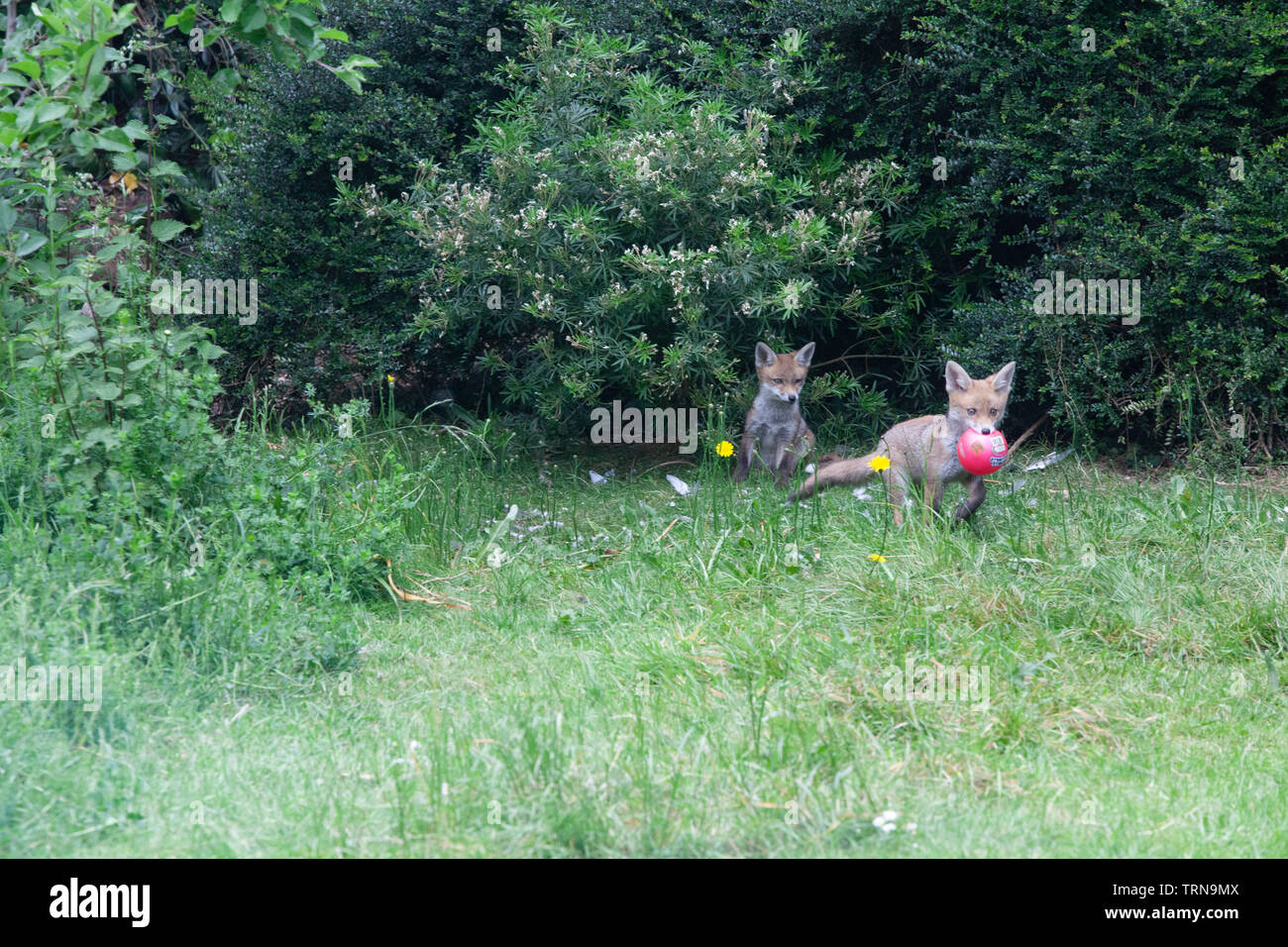 Fox cubs play in a garden in south London Stock Photo - Alamy
