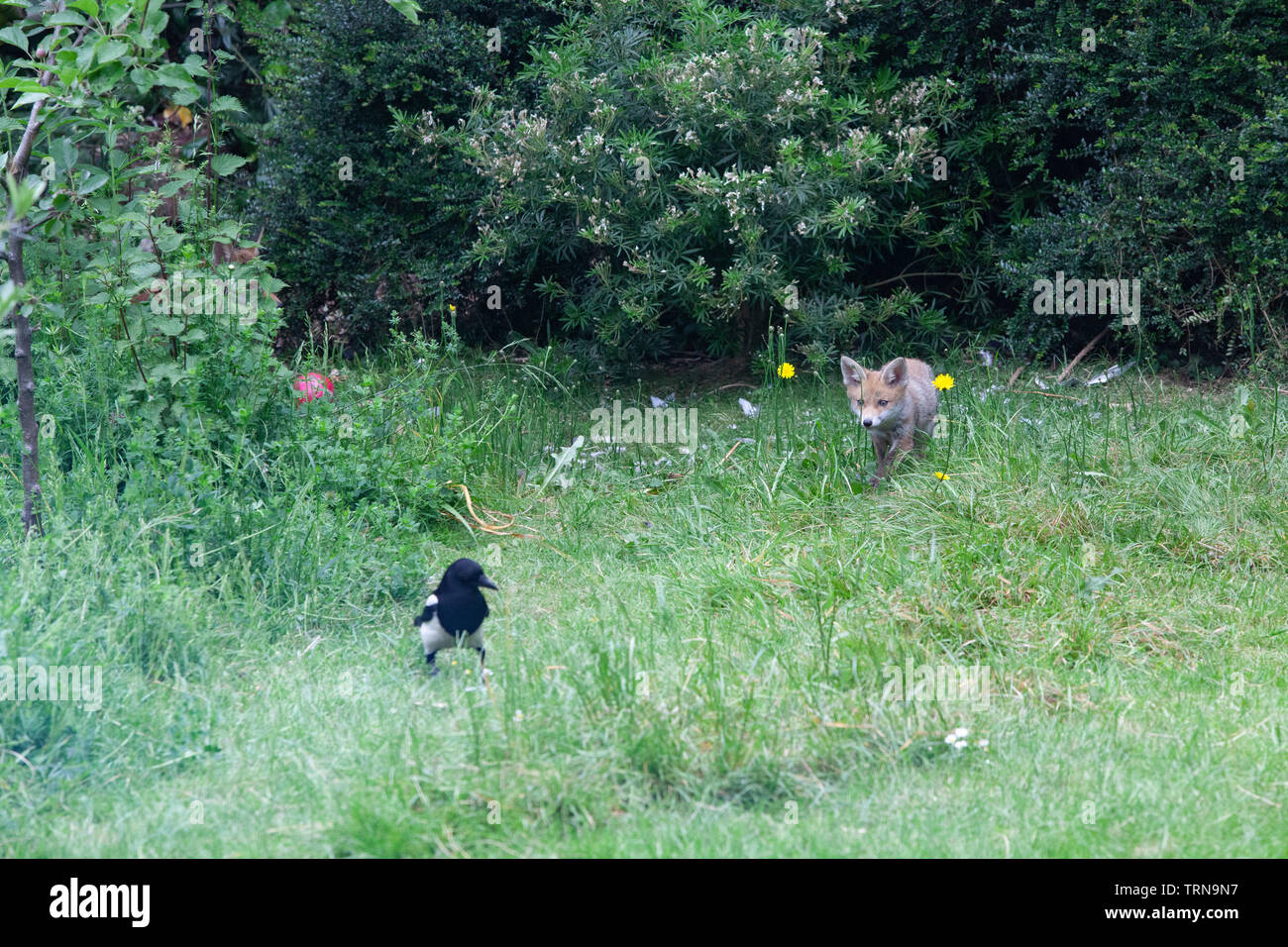 Fox chase hunt hi-res stock photography and images - Alamy