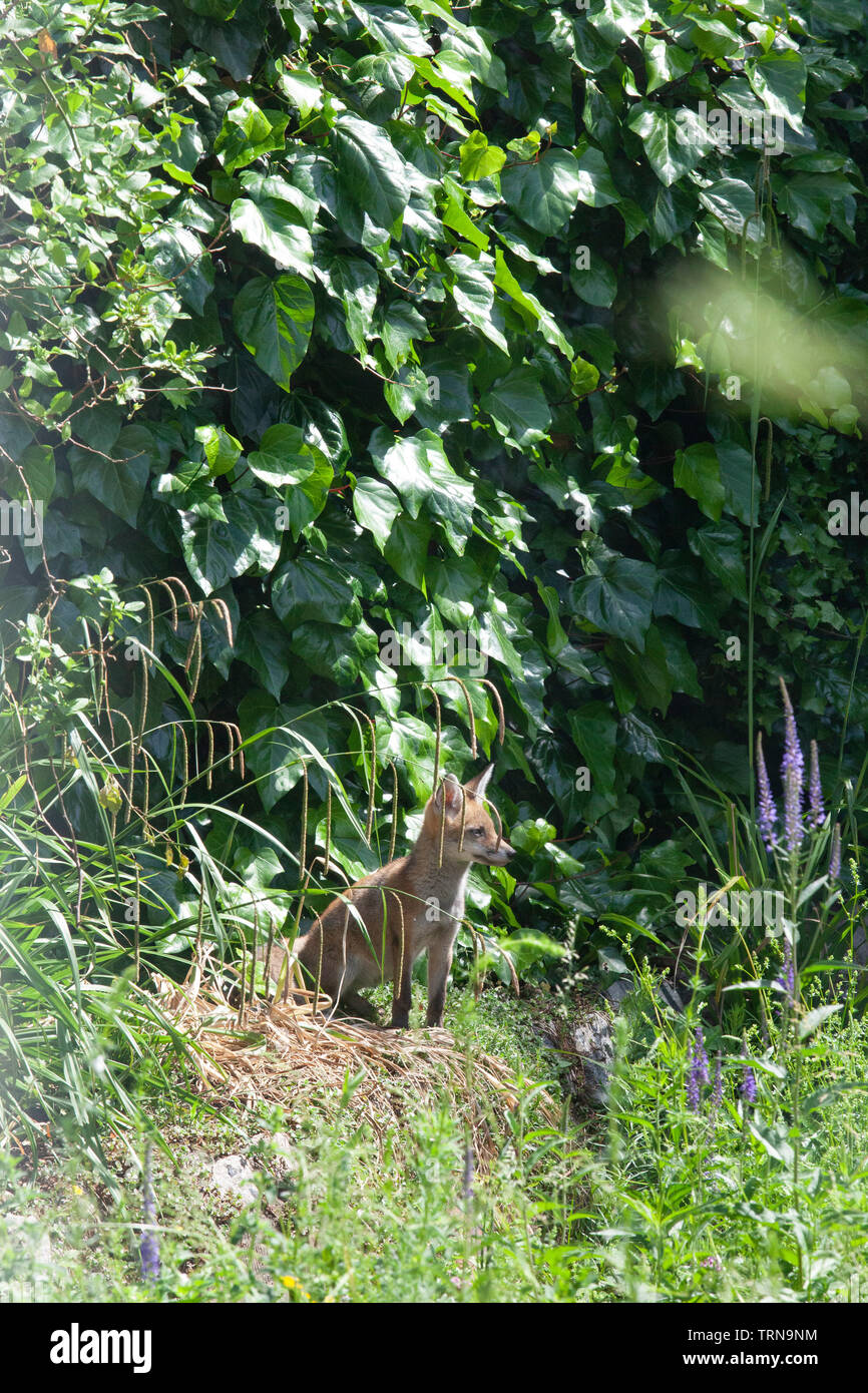 Fox cub hi-res stock photography and images - Alamy