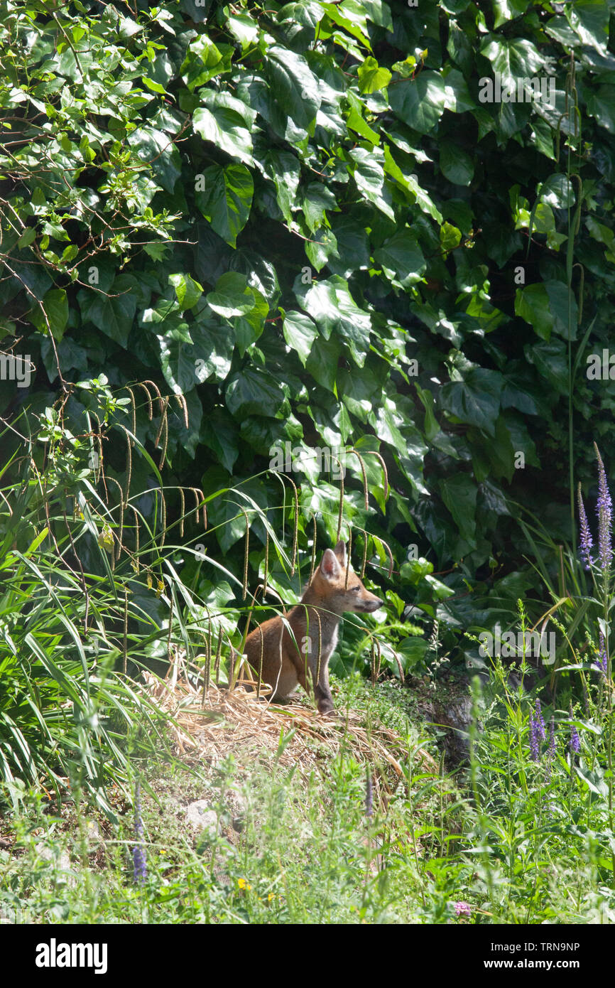 Fox cub hi-res stock photography and images - Alamy