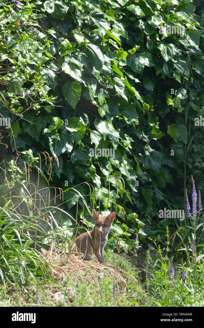 Fox cub hi-res stock photography and images - Alamy