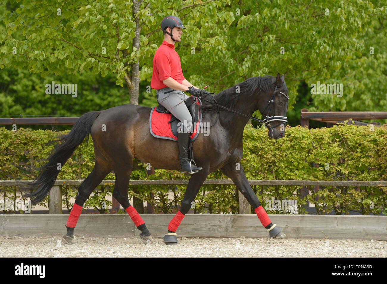 Guys Riding Dressage