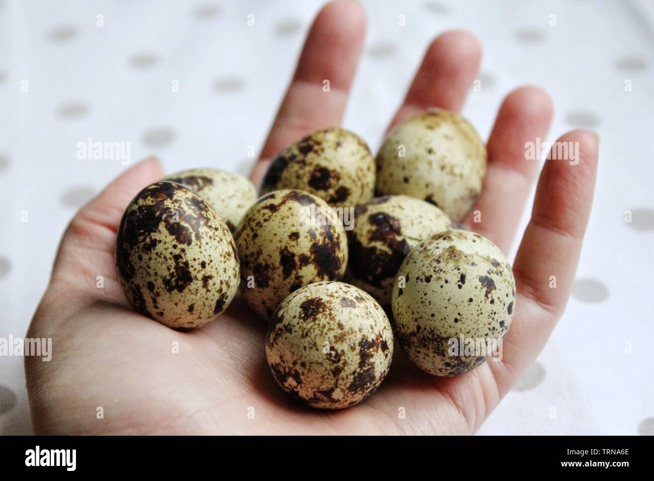 Quail eggs in a hand. Coturnix coturnix Stock Photo - Alamy