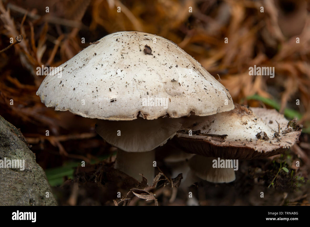 Agaricus xanthodermus, Yellow Stainer Fungus in Doreen, Victoria Stock ...