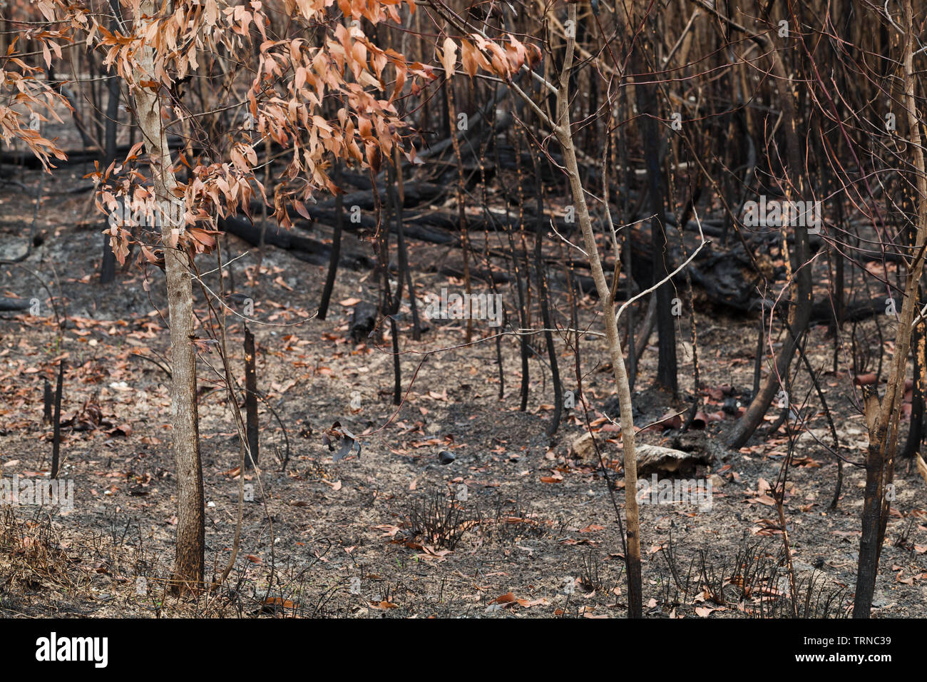 Burnt rainforest, natural background photo taken in Malaysian jungle ...