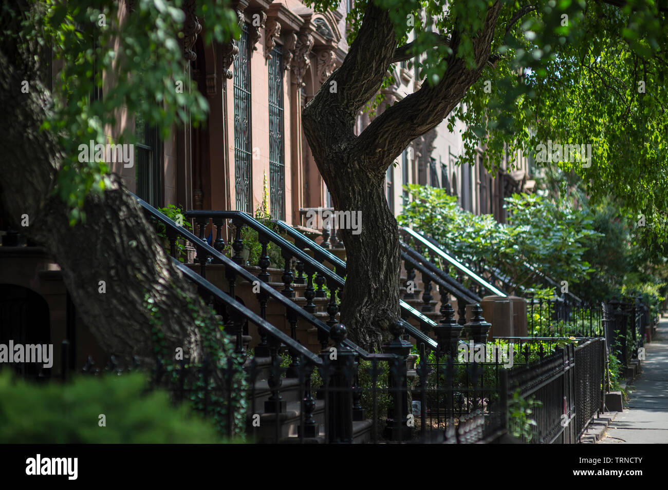 Scenic view of a classic Brooklyn brownstone block with a summer ...