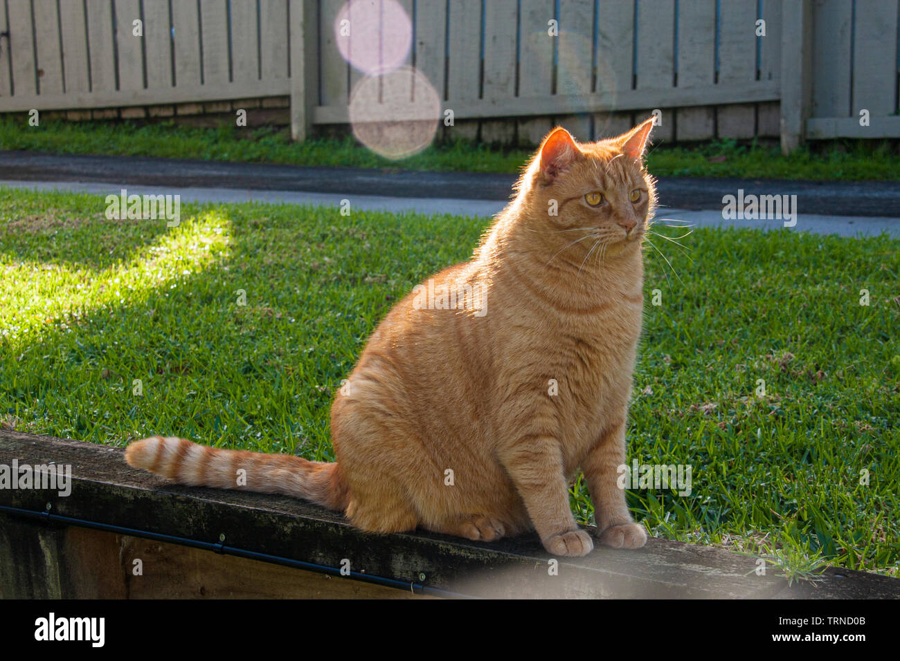 2- year-old Ginger cat with golden eyes in the garden Stock Photo - Alamy