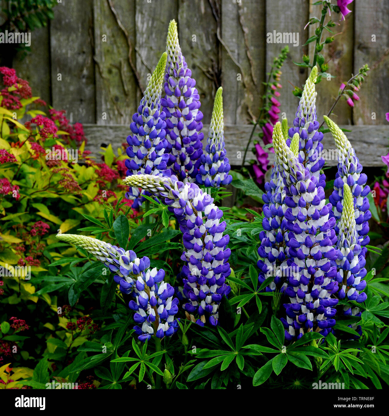 Andean Lupin High Resolution Stock Photography and Images - Alamy