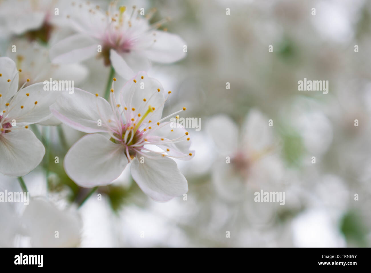 Close up photos different hi-res stock photography and images - Alamy