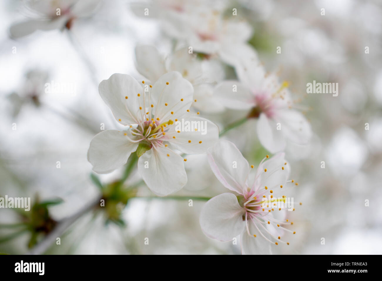 Close up photos different hi-res stock photography and images - Alamy