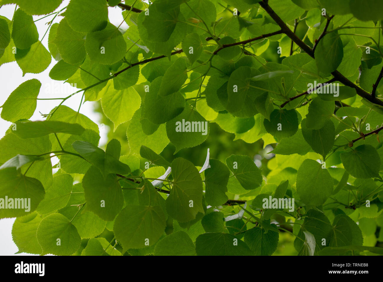 Minimal photos hi-res stock photography and images - Alamy
