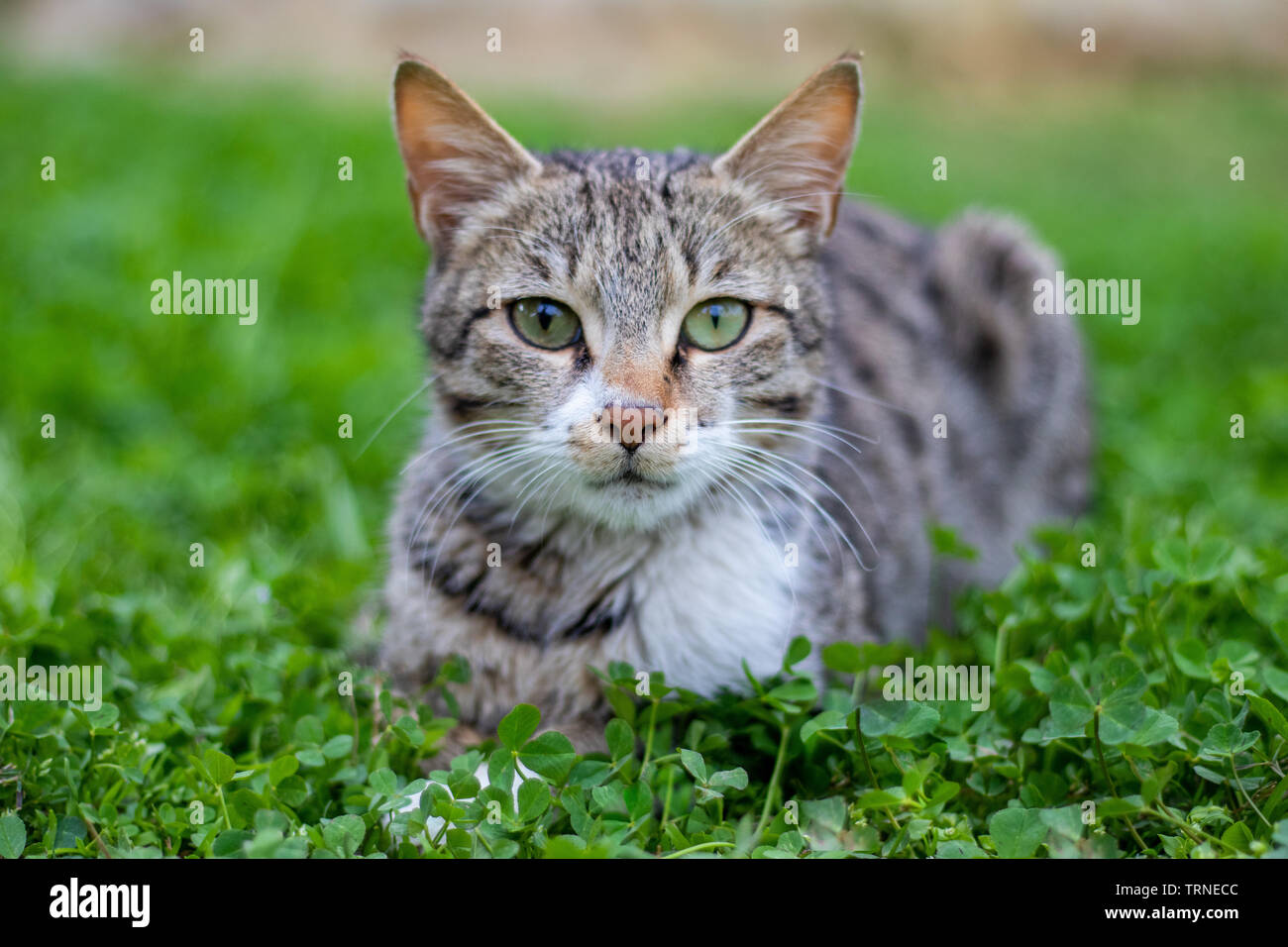 Cat Staring Intensely into the Camera Stock Photo - Alamy