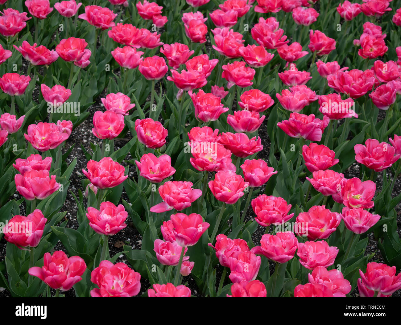 Tulip bouquet photos hi-res stock photography and images - Alamy