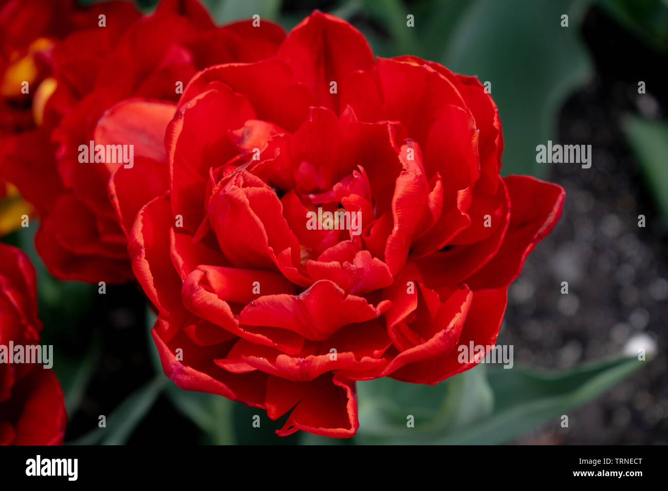 Tulip bouquet photos hi-res stock photography and images - Alamy