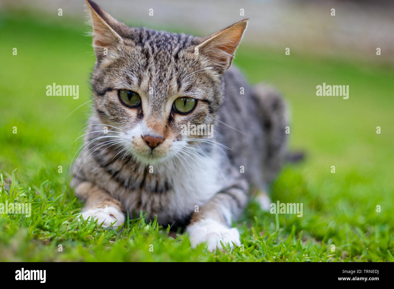 Cat Staring Intensely into the Camera Stock Photo - Alamy