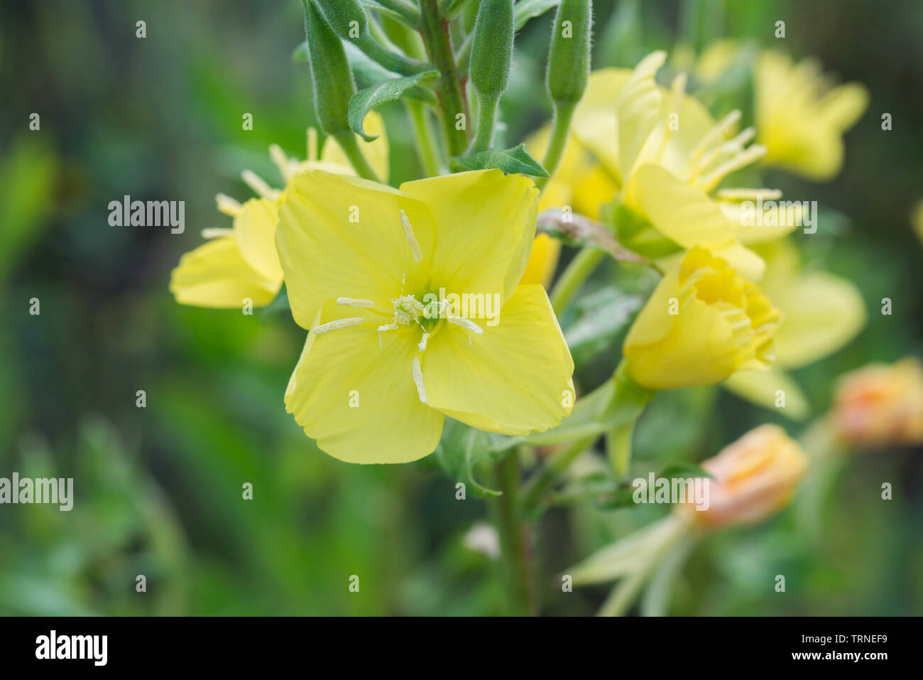 evening primrose yellow flowers macro Stock Photo - Alamy