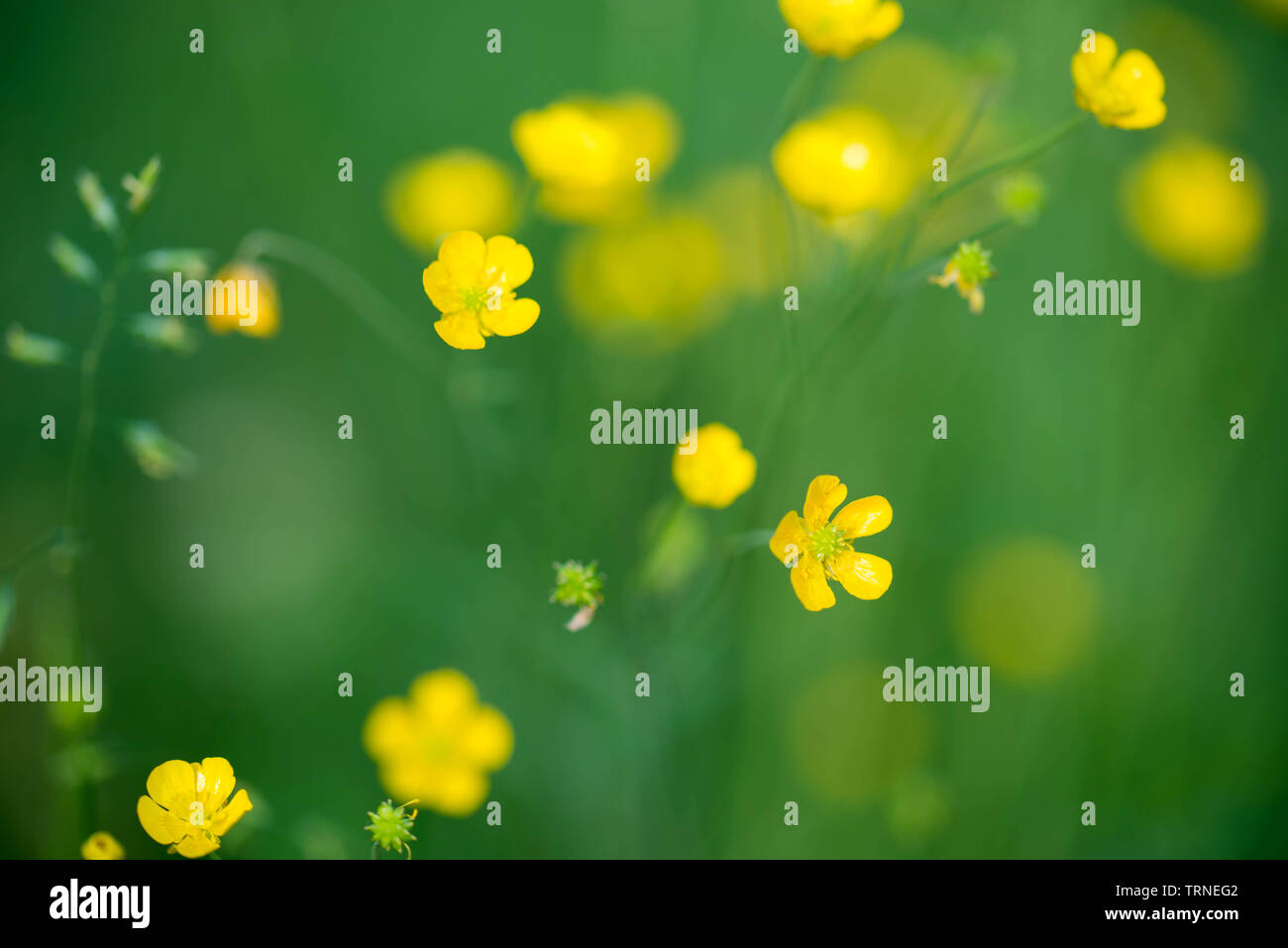 Buttercup color hi-res stock photography and images - Alamy