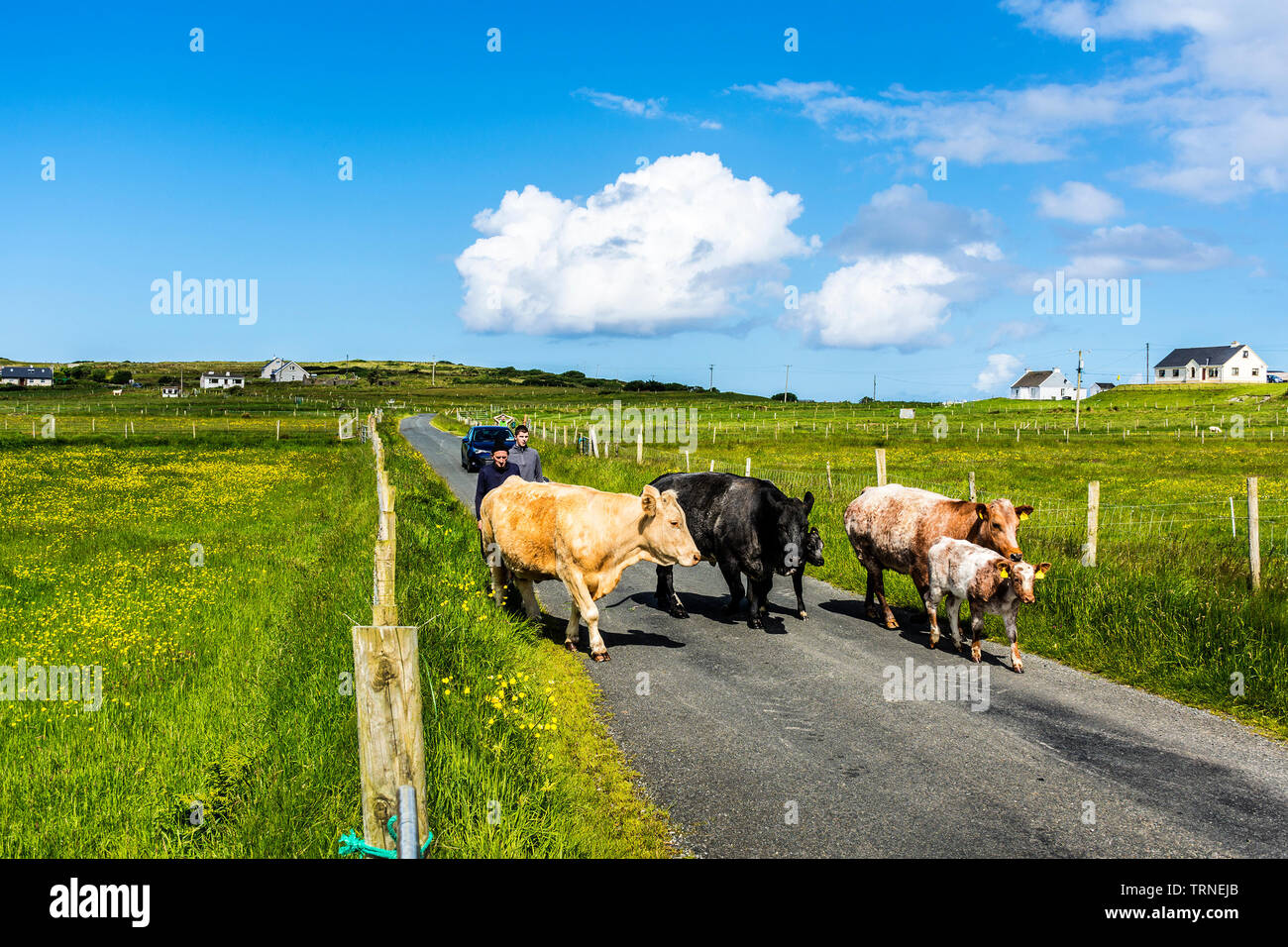 Meat exports from ireland hi-res stock photography and images - Alamy