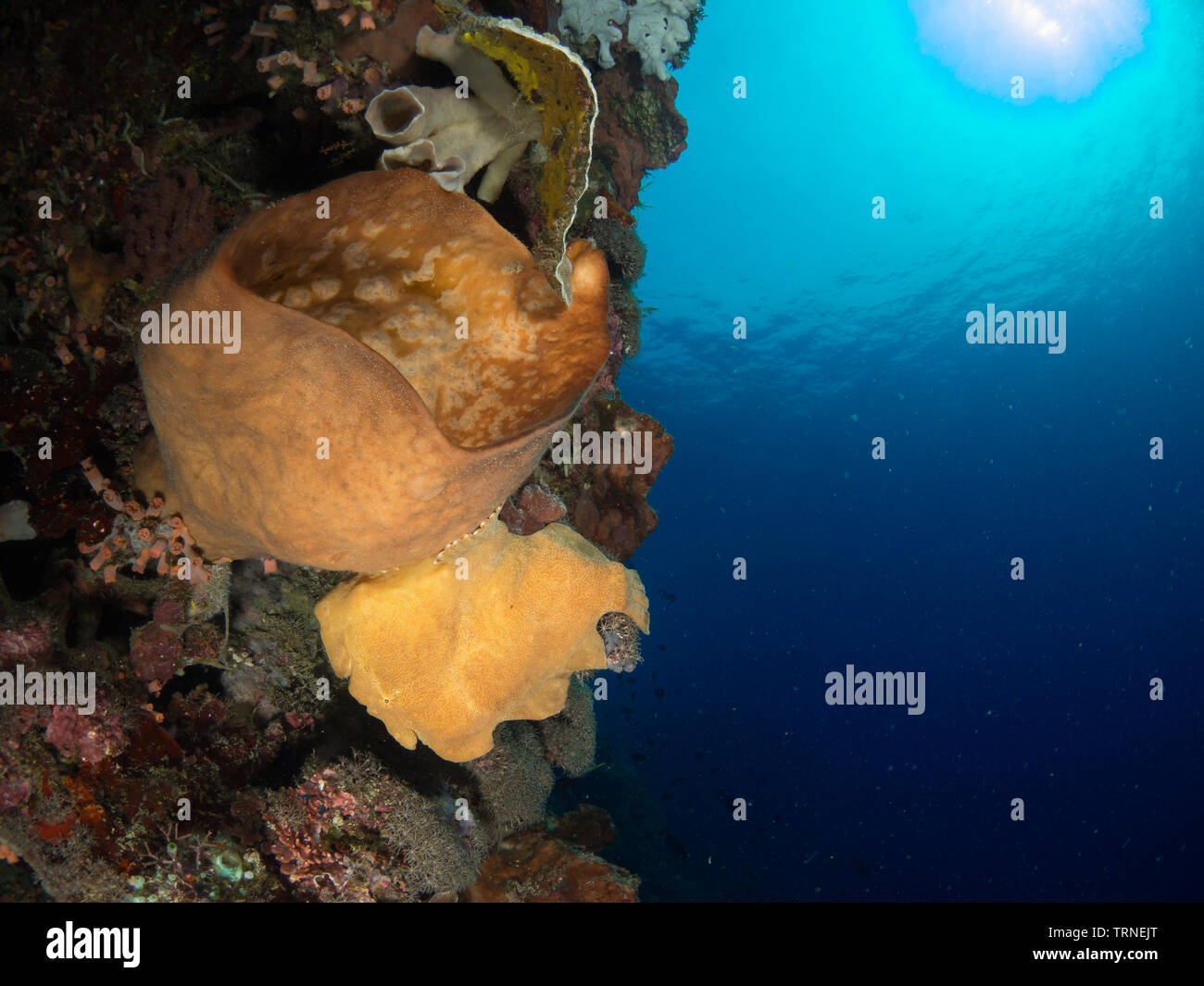 Big sponge on a colorful coral reef underwater in Bunaken Marine Park ...