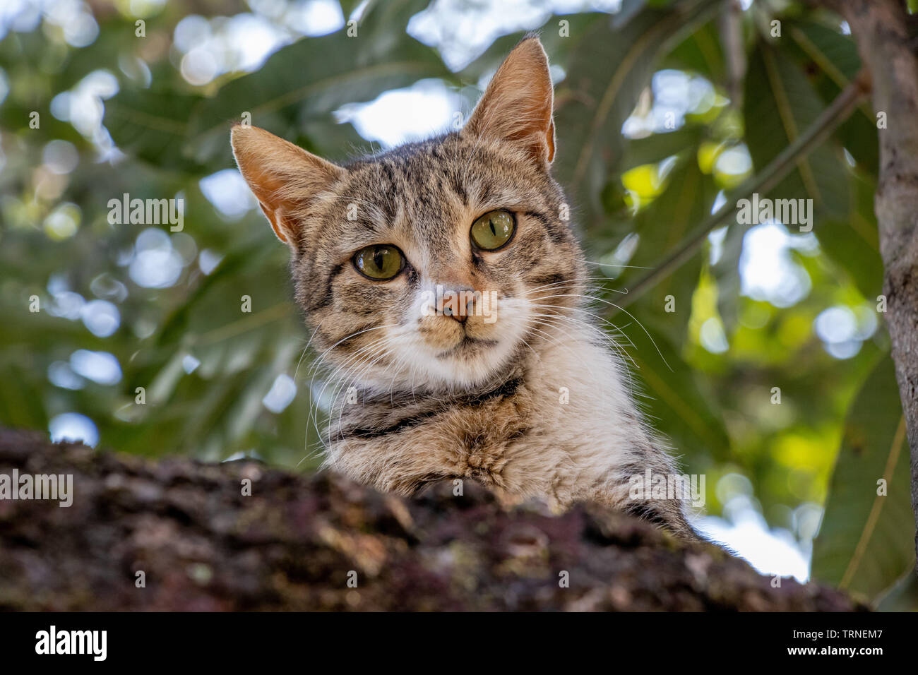 Intensely curious hi-res stock photography and images - Alamy