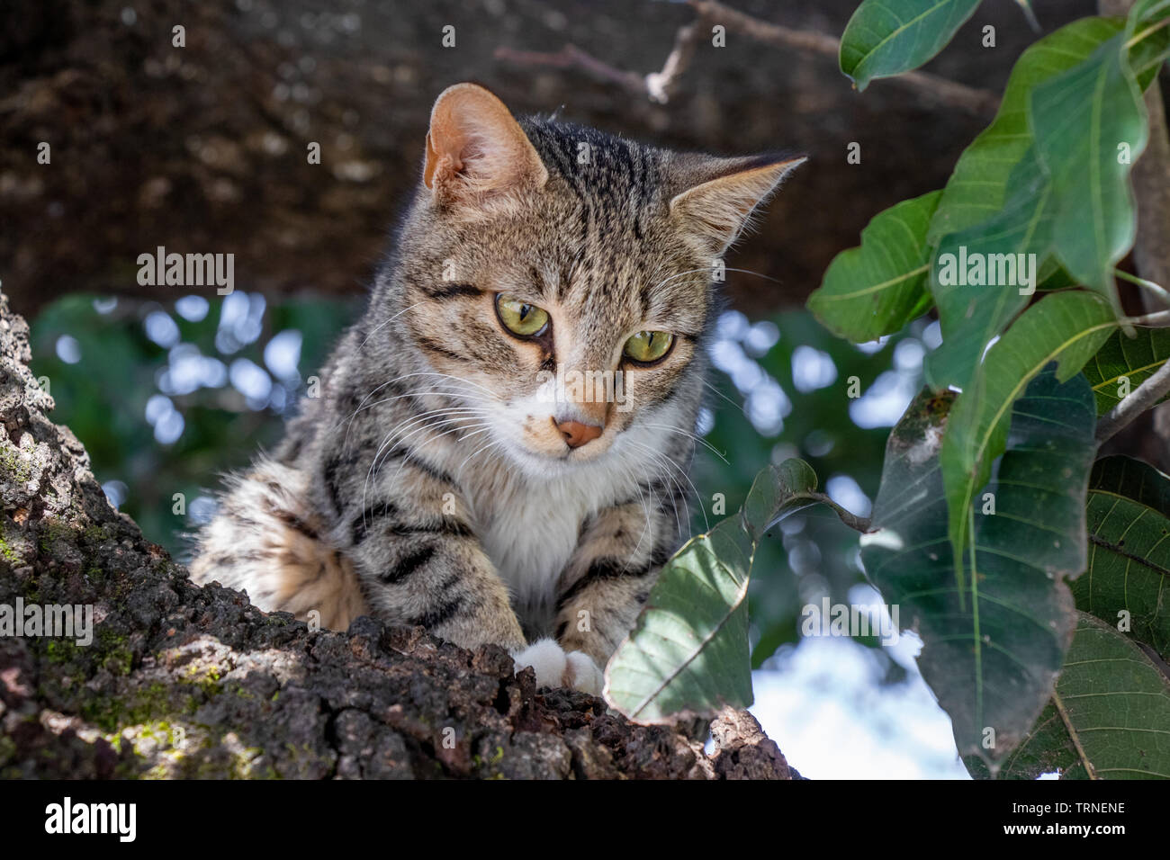 Cat Staring Intensely from tree and staring Intensely into the Camera ...